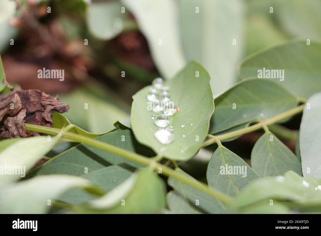 just Beautiful nature Stock Photo - Alamy