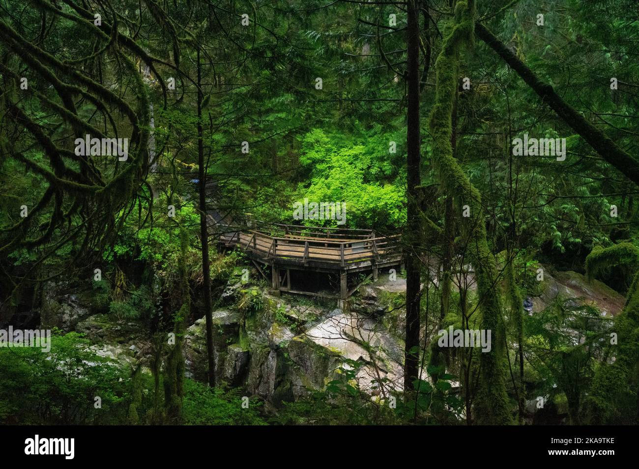 British forest plants hi-res stock photography and images - Alamy