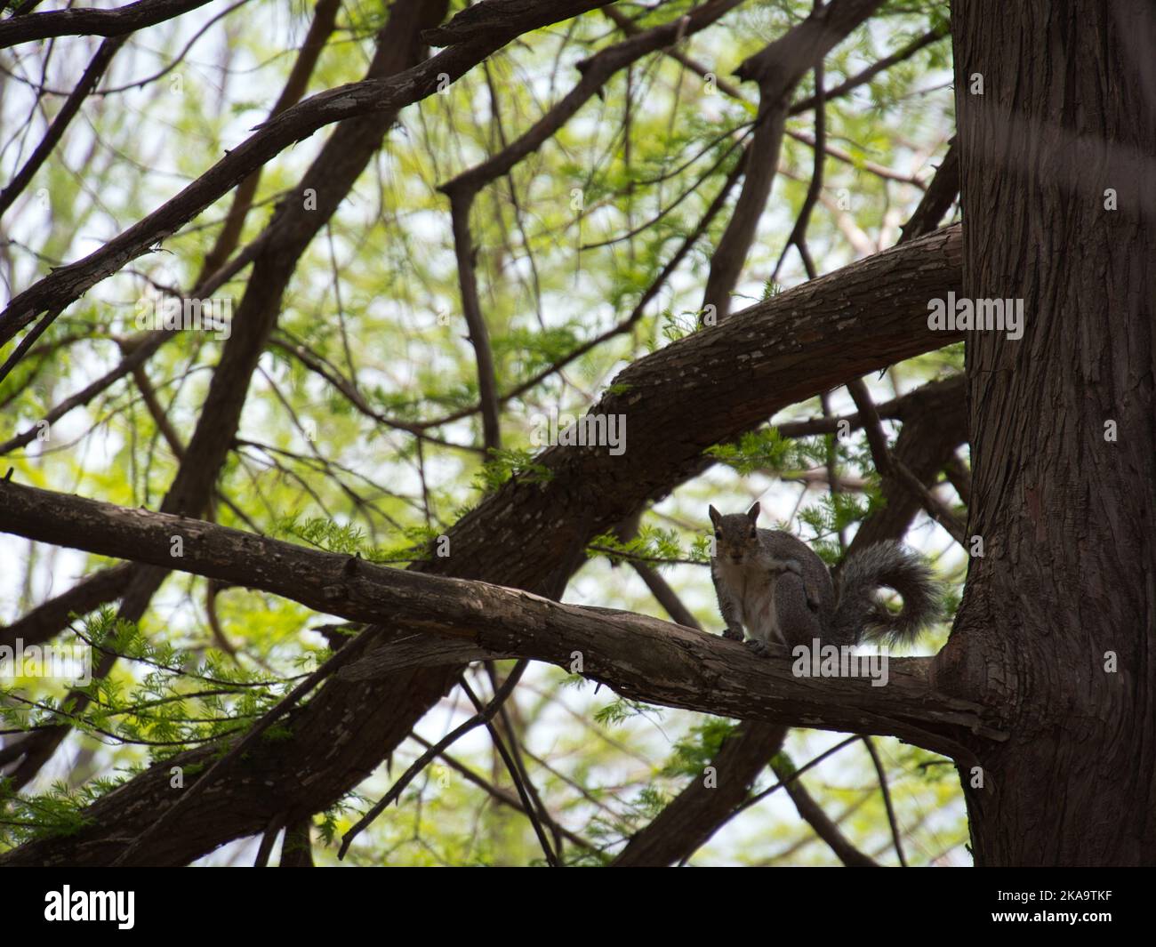 A gray squirrel on a tree at Jacob Loose Park in Kansas City, Missouri ...