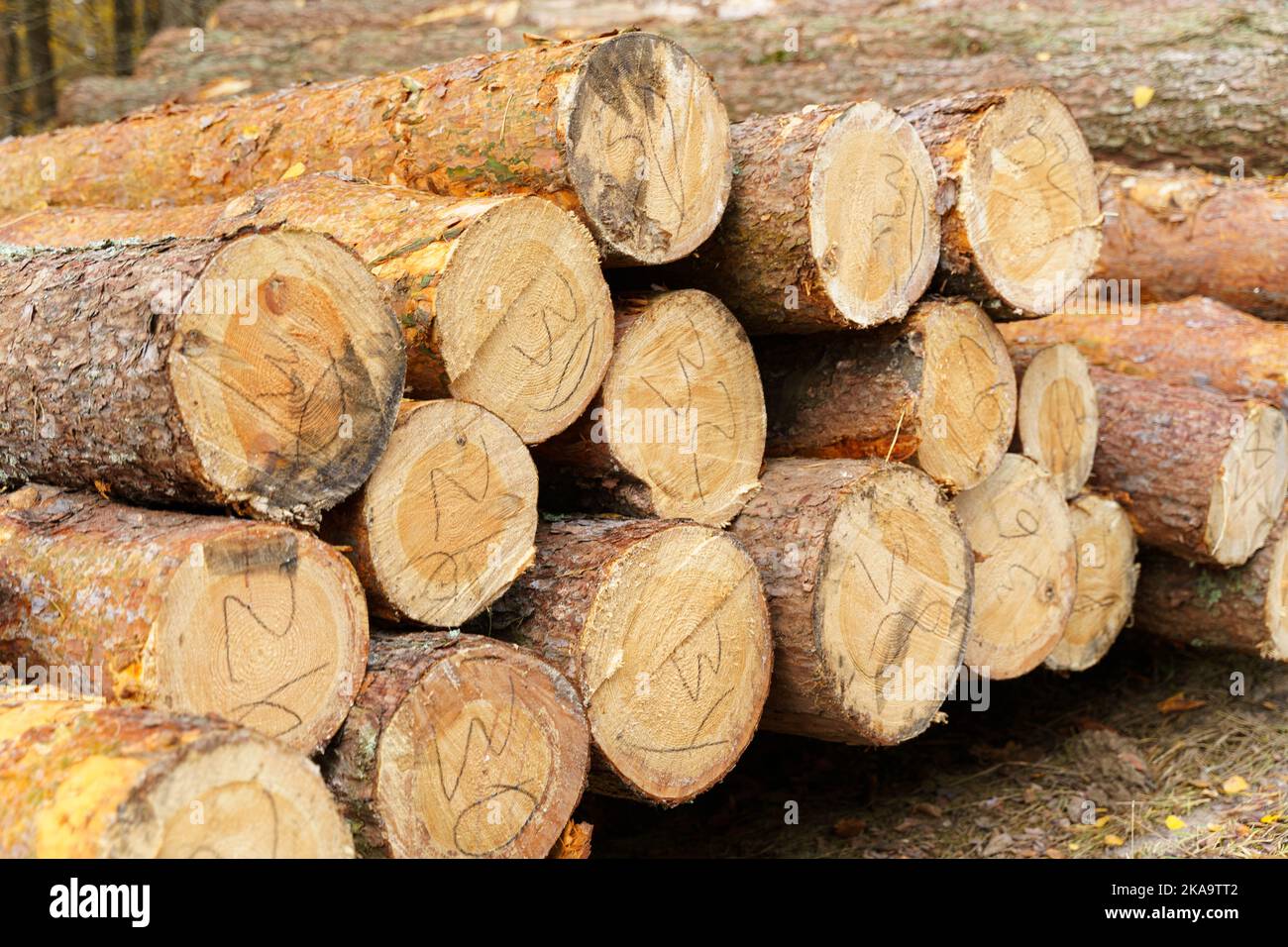 Numbered log trunks stacked in the forest. Logging Stock Photo - Alamy