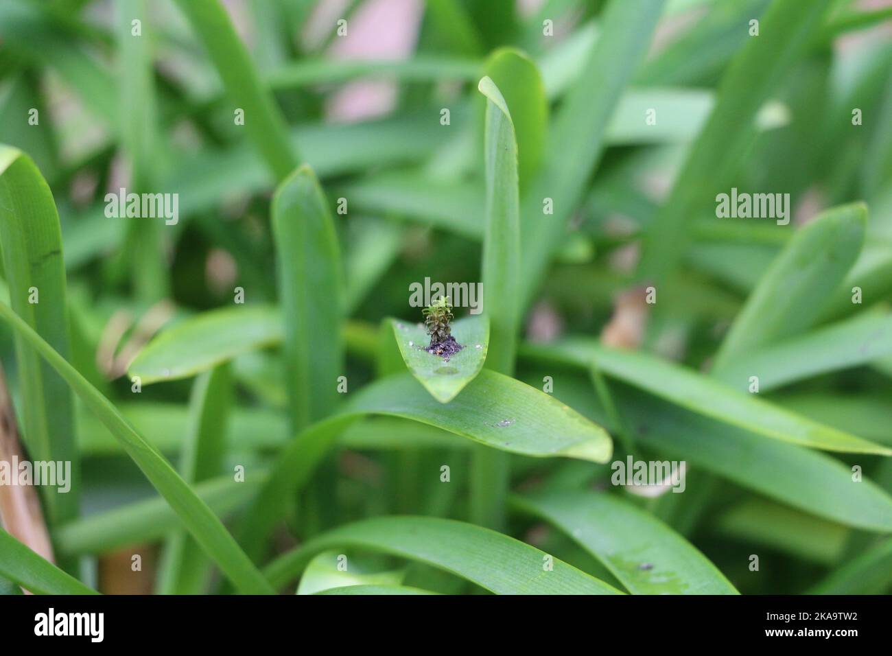 Eigenes okosystem hi-res stock photography and images - Alamy