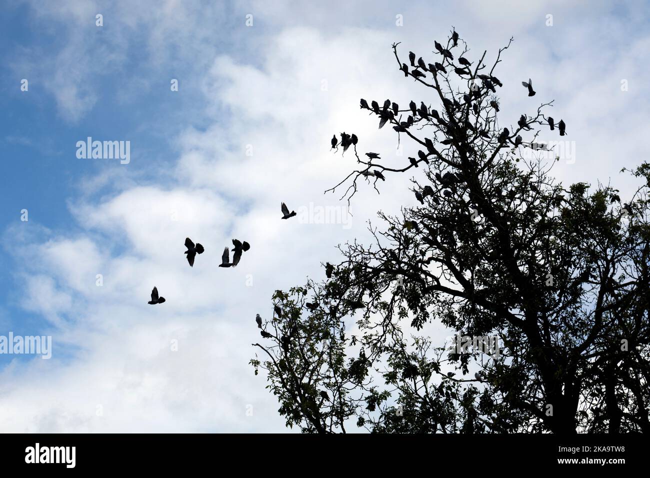 Feral pigeons in a tree in Jephson Gardens, Leamington Spa ...