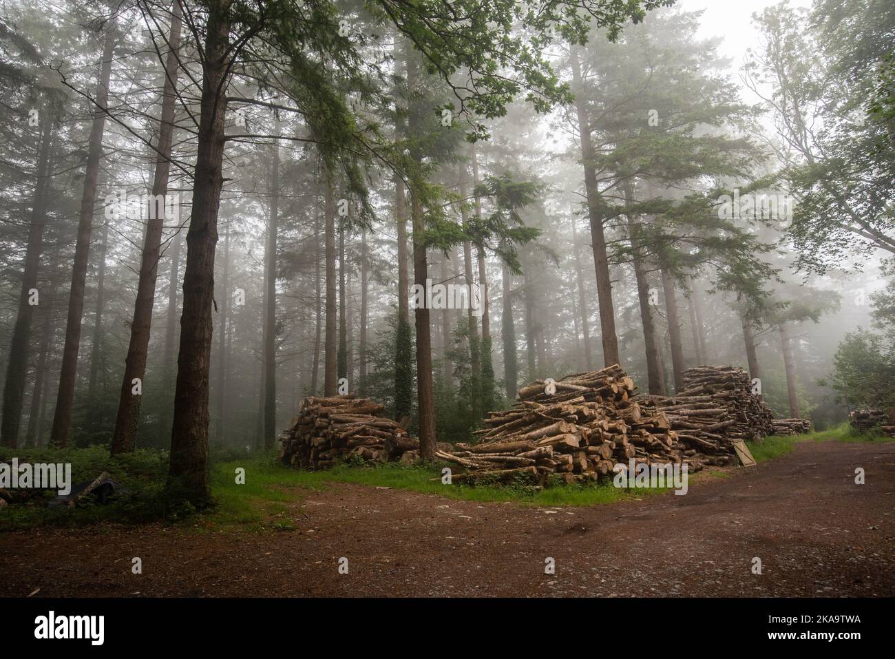A misty pine forest in Devon near Denham Woods, Bere Alston. A log pile ...