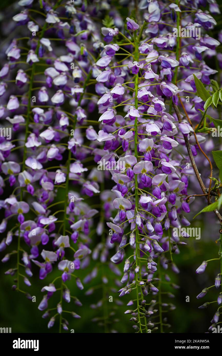 A close-up shot of purple Japanese wisteria flowers grown in the garden ...