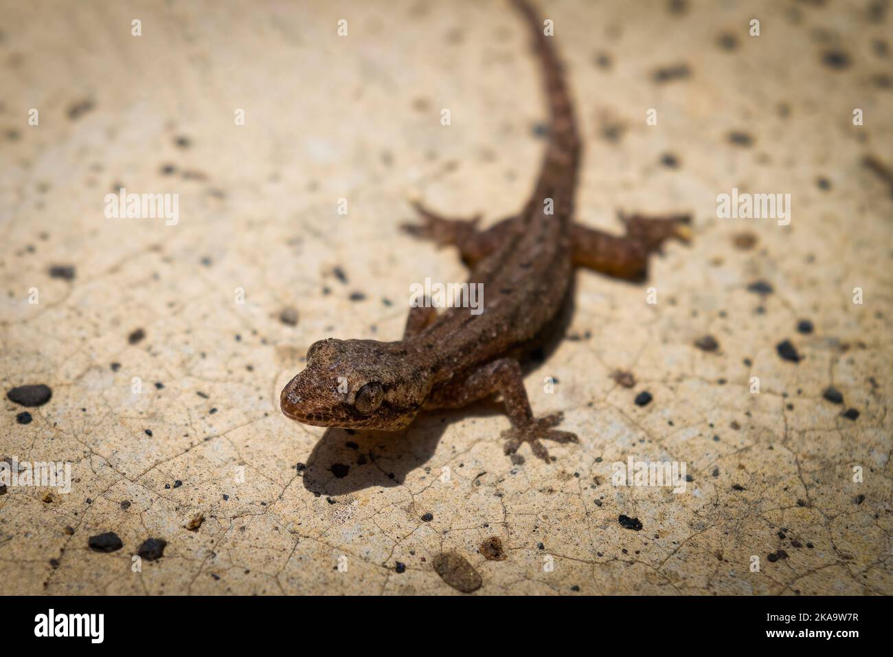 A lizard walking on a ground, close-up Stock Photo - Alamy