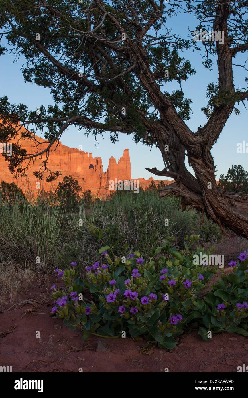 Morning glory wildflowers and a Utah Juniper tree in front of the Titan ...