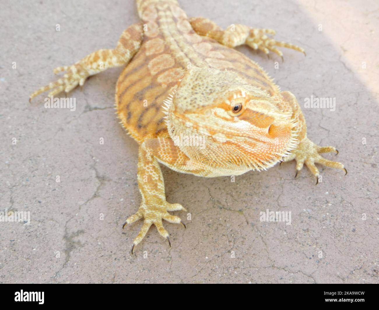 A closeup shot of a central bearded dragon (Pogona vitticeps) hanging ...