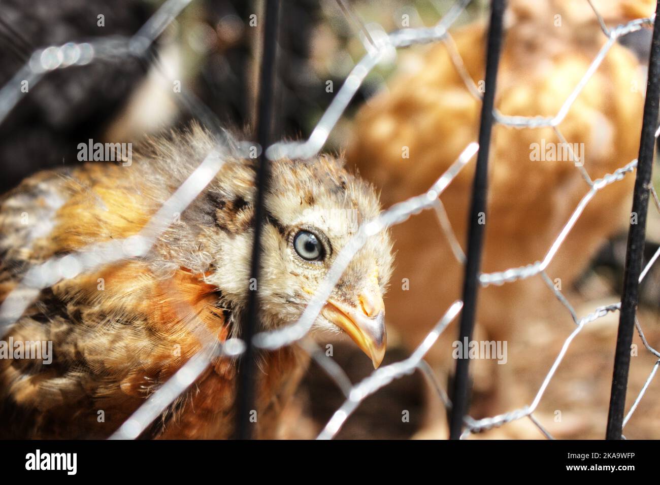 A closeup of a baby chicken behind metal bars with bright sunlight ...