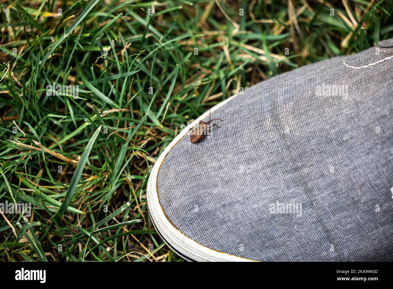 Insect shoe hi-res stock photography and images - Alamy