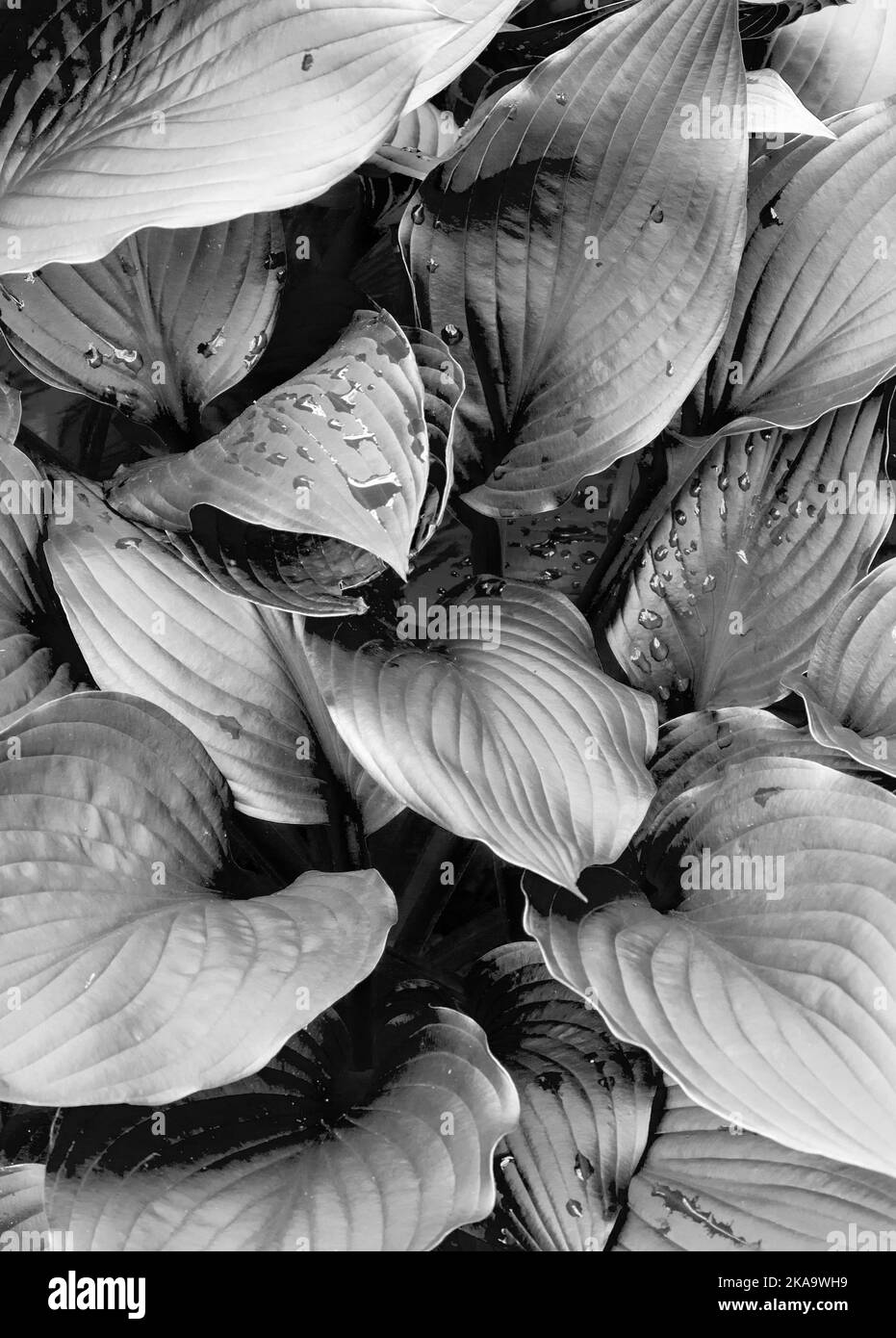 Shrub form Black and White Stock Photos & Images - Alamy