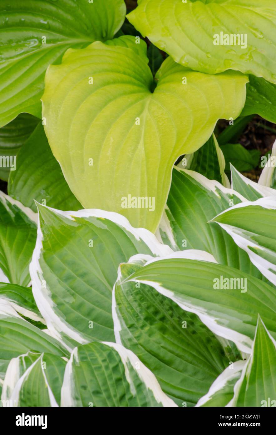 Different colored Hosta contrast against each other in a suburban ...