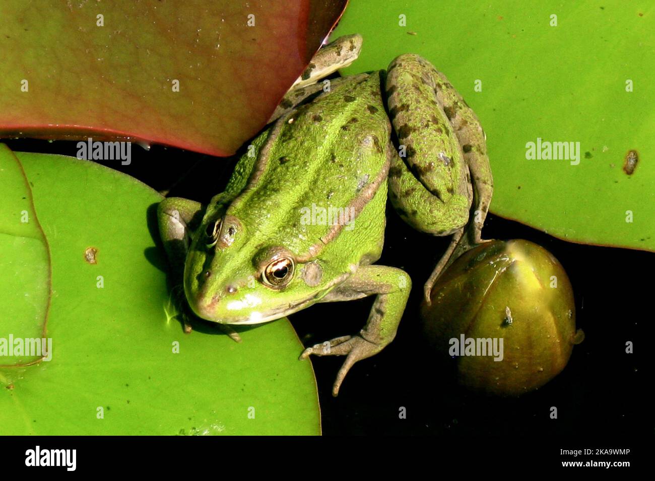 A closeup of a cute green frog on a plant Stock Photo - Alamy