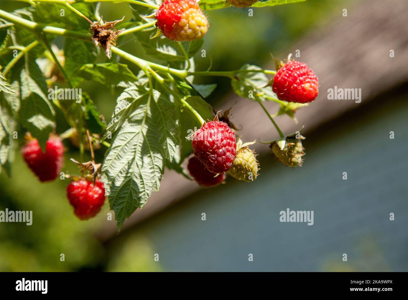 Lots of red ripe raspberries on a bush. Close up of fresh organic ...