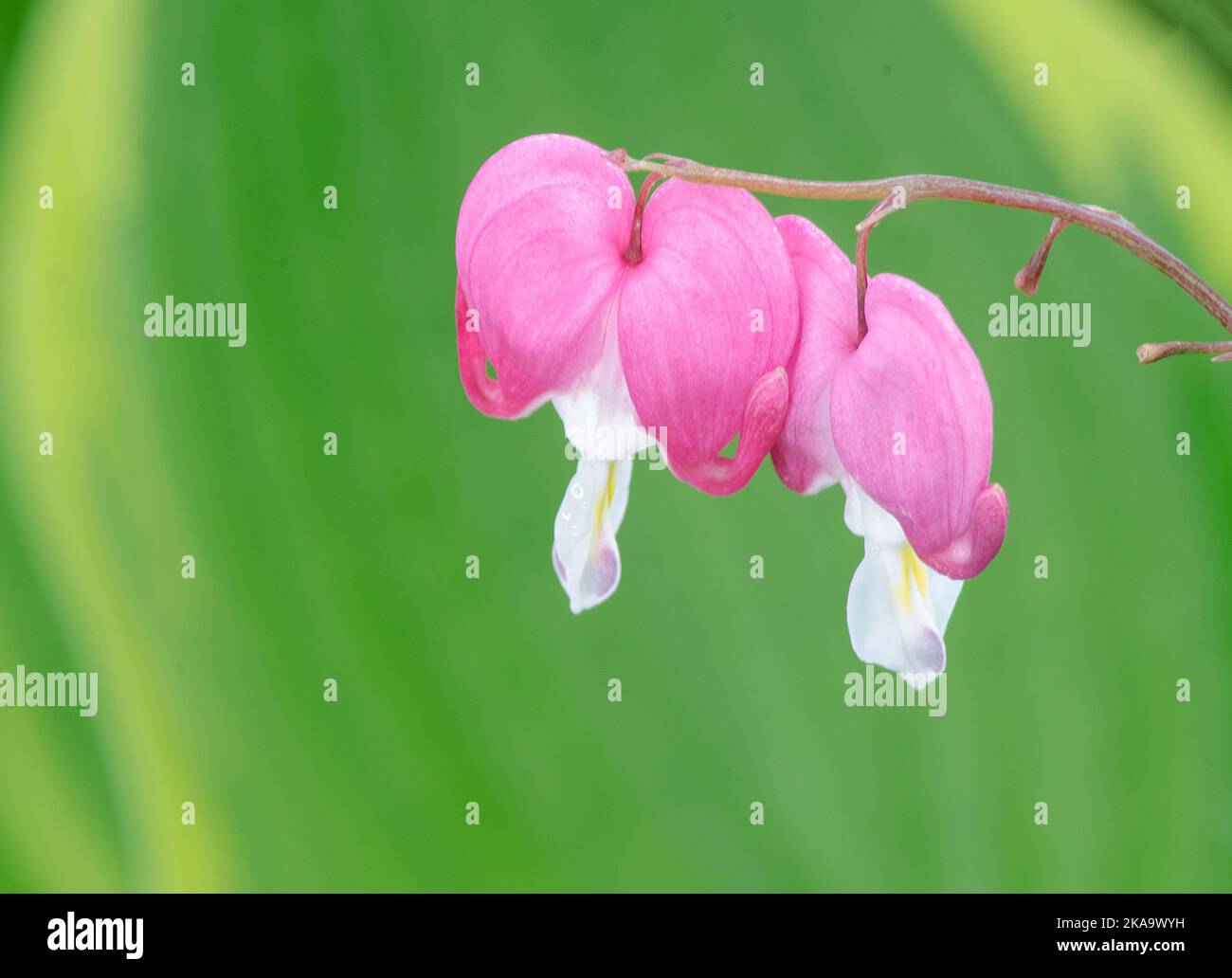 Two Bleeding Heart blossoms stand out against a Hosta leaf, suburban ...
