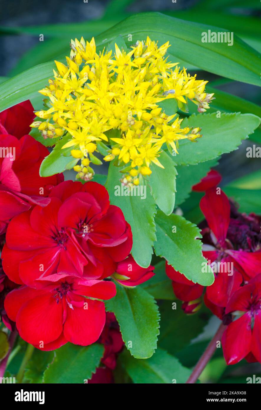 Geranium blooms contrast with Stonecrop yellow, Grand View LandTrust ...