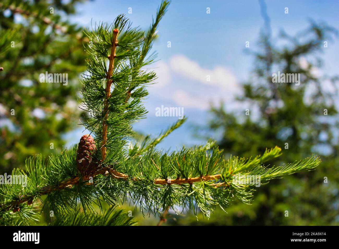 The branch of a conifer in spring Stock Photo - Alamy