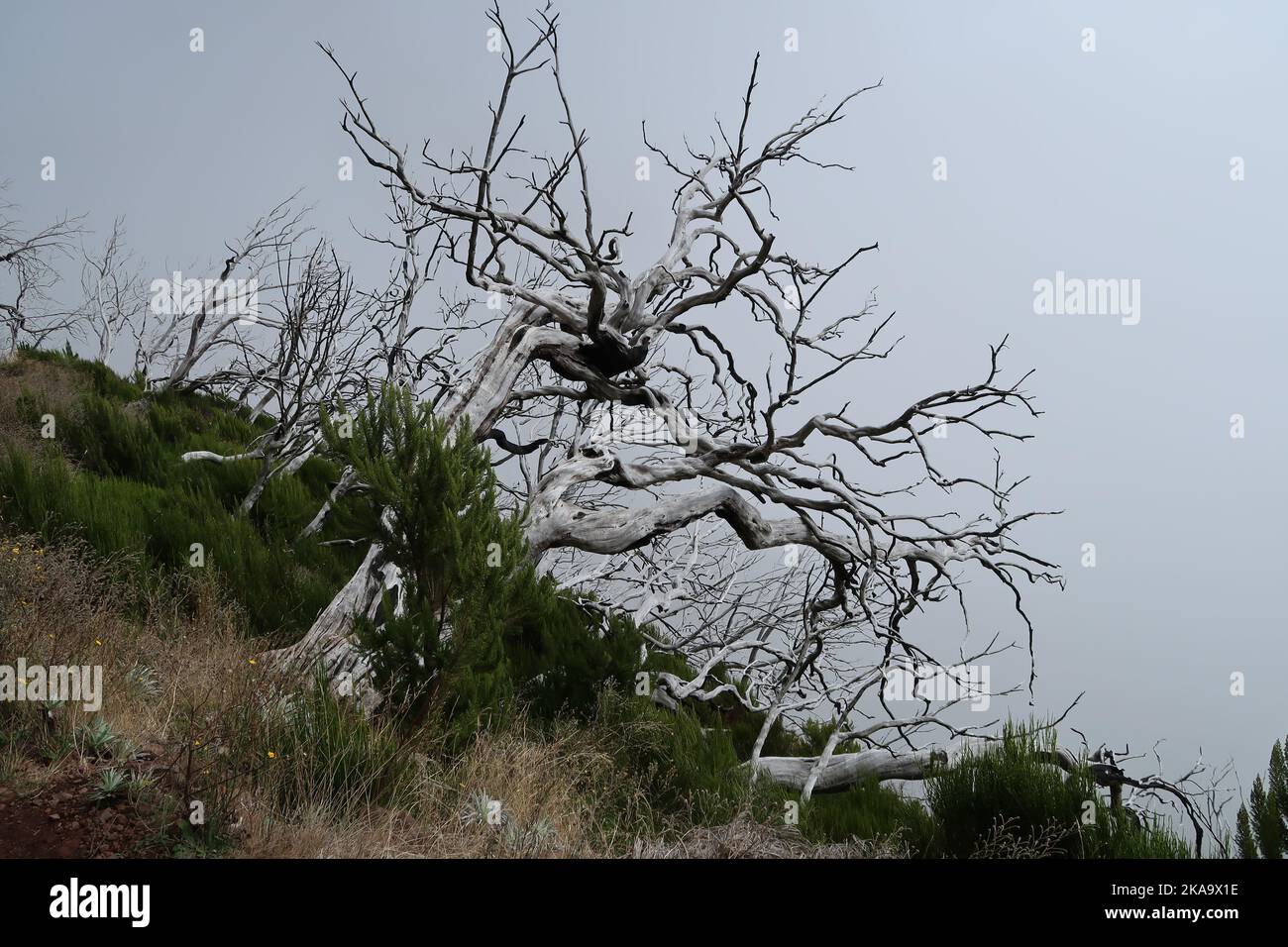 Dead trees that was damaged by a wild fire on a hiking trail to Pico ...