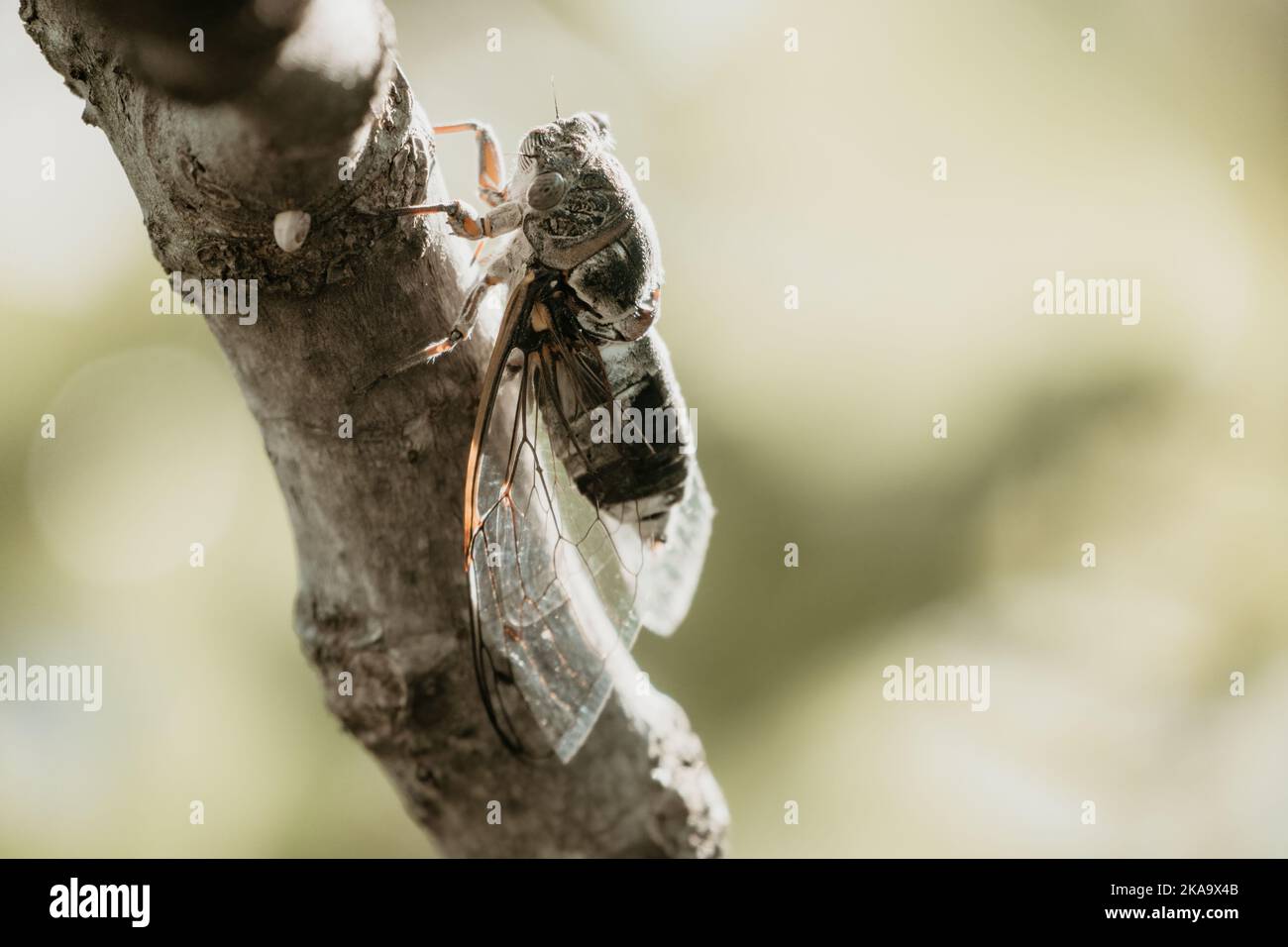 A cicada sits on a fig tree on summer, closeup shot. Singing loudly to ...