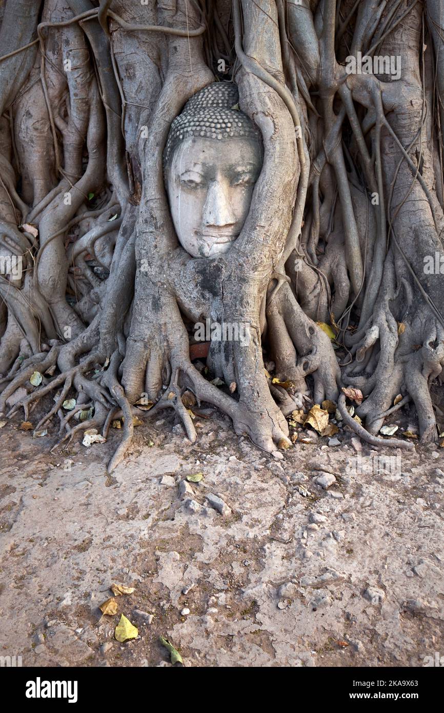 Buddhas head in the roots of a Bodhi tree in Wat Mahathat in Ayutthaya ...