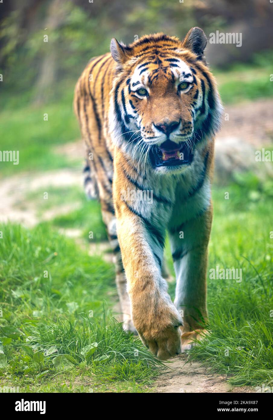 A vertical closeup of a beautiful Siberian tiger in the zoo Stock Photo ...