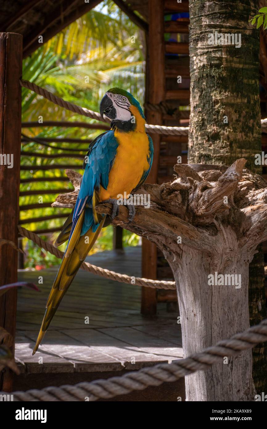 A vertical shot of a colorful Parrot standing on a tree trunk with a ...