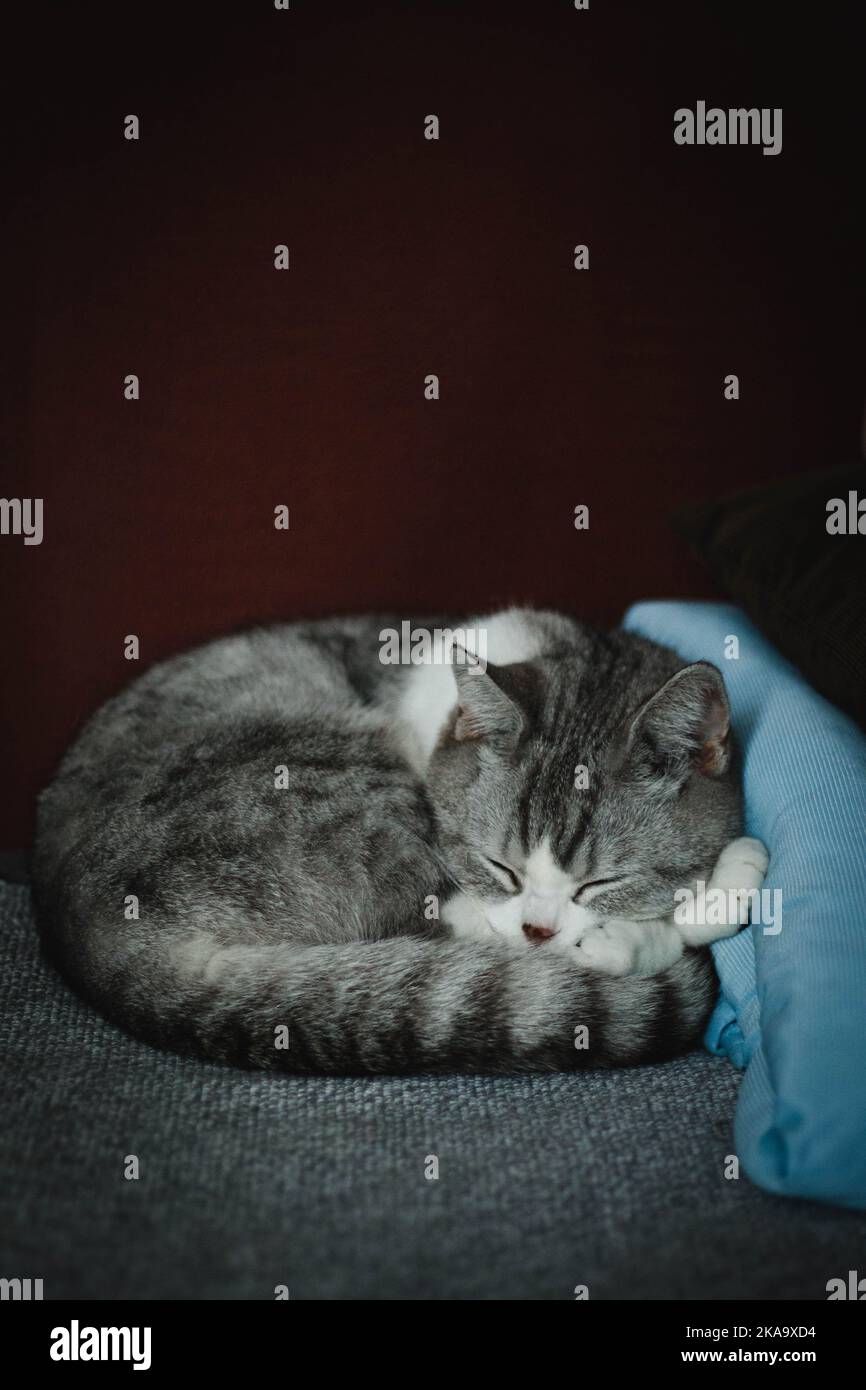 A vertical shot of an adorable furry cat curled up in a ball sleeping ...