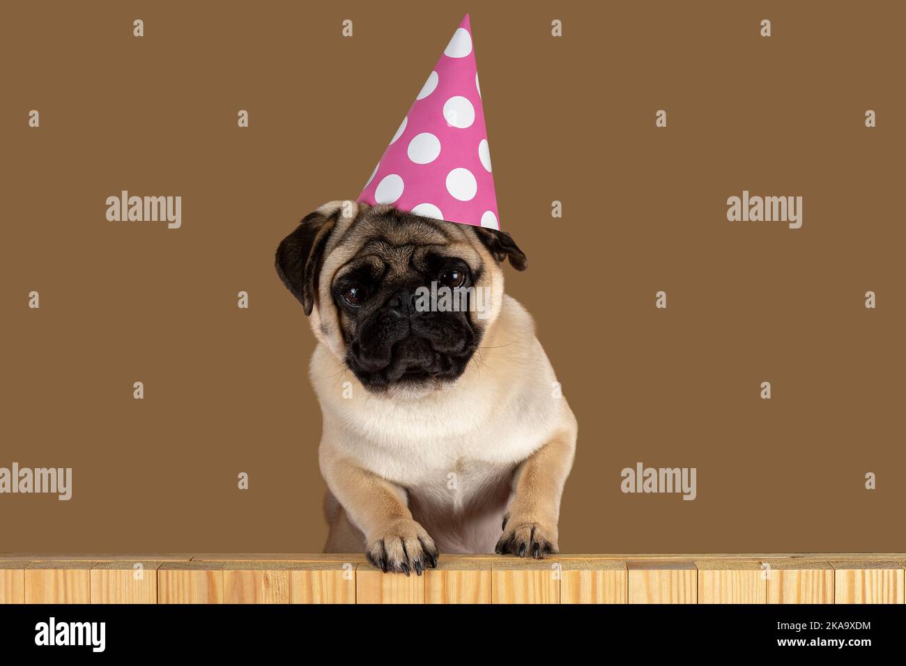 Funny Pug dog wearing happy birthday hat on bright background Stock ...