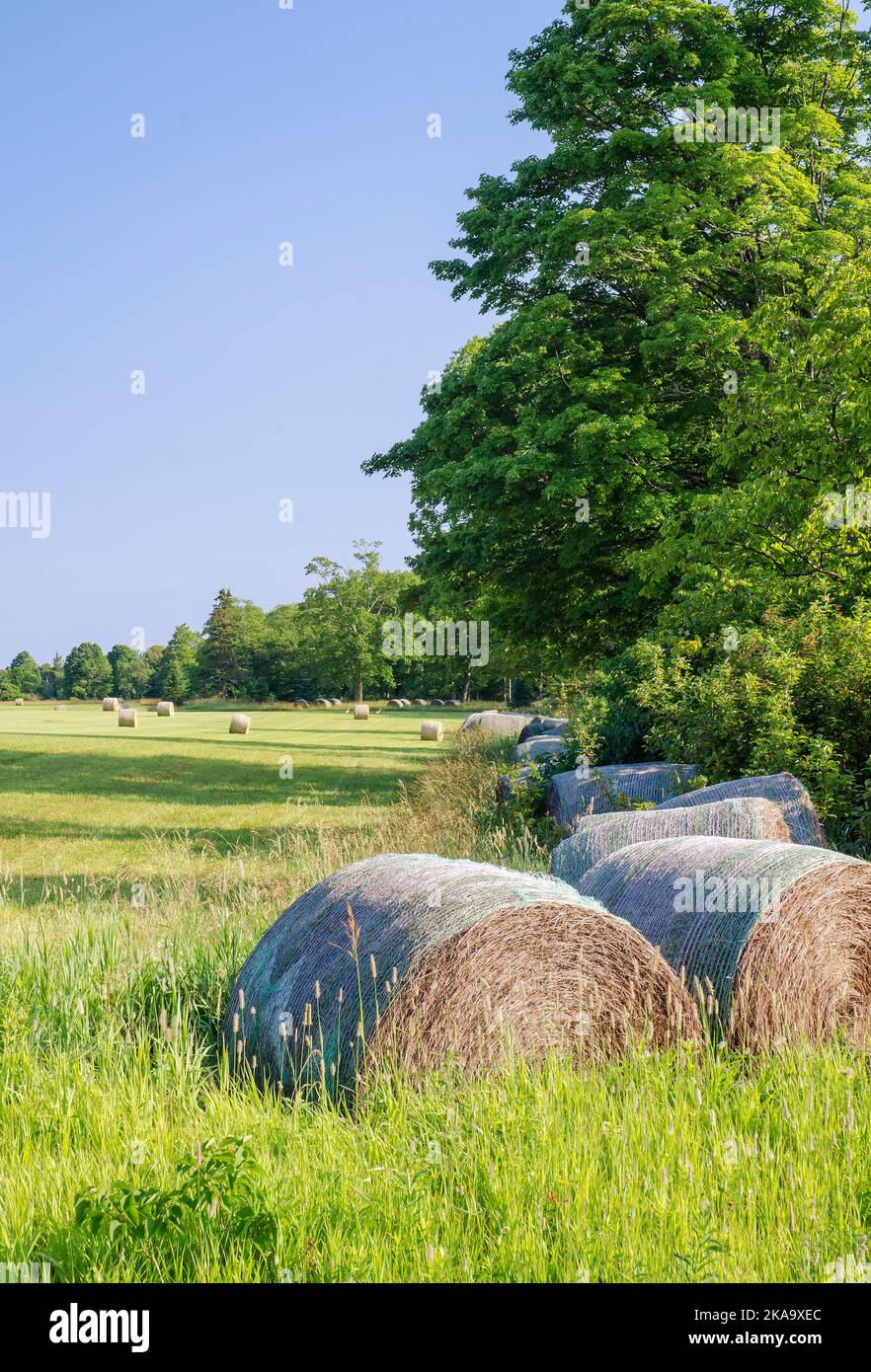 Freshly made hay bales dot the landscape of a farm in Liberty Grove ...