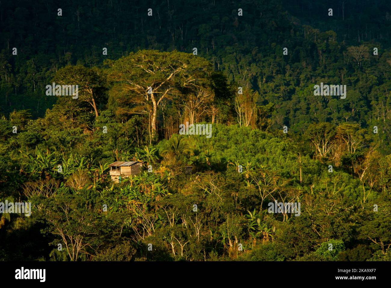 A view of rural house surrounded by trees in the Peruvian jungle Stock ...