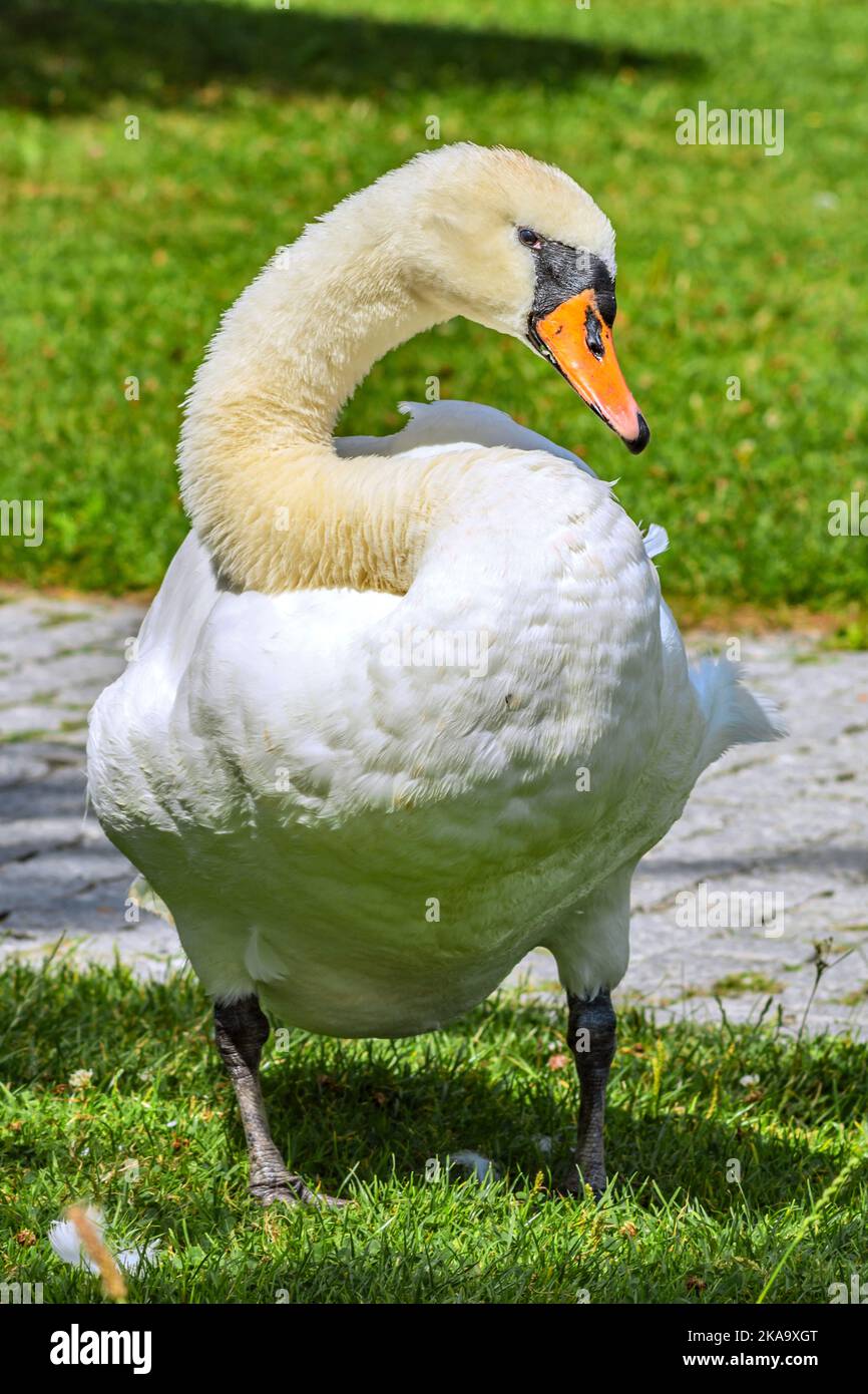 ANIMALS : THE SWAN Stock Photo - Alamy