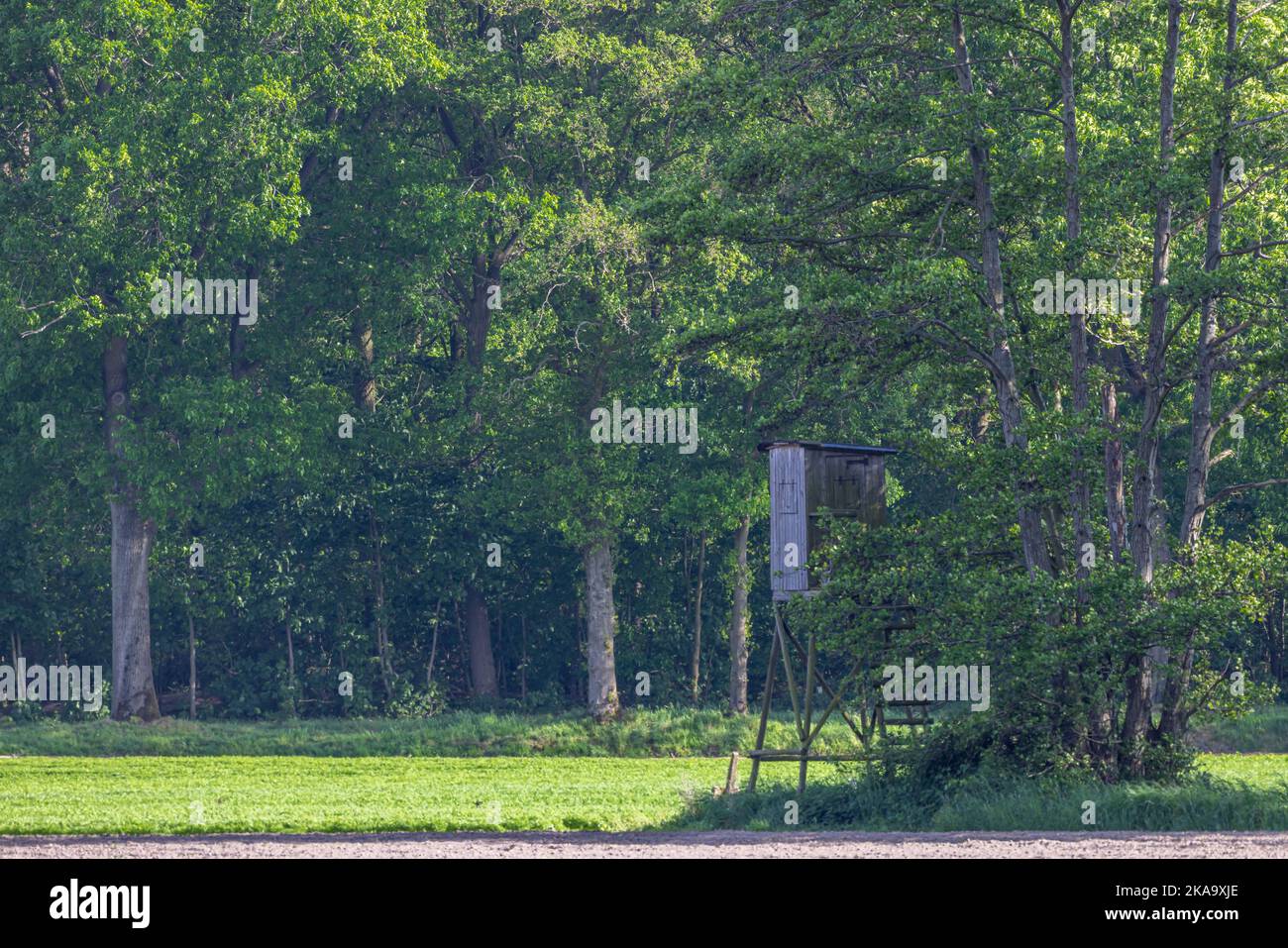 A small wooden tower with a box on the top built in the forest with ...