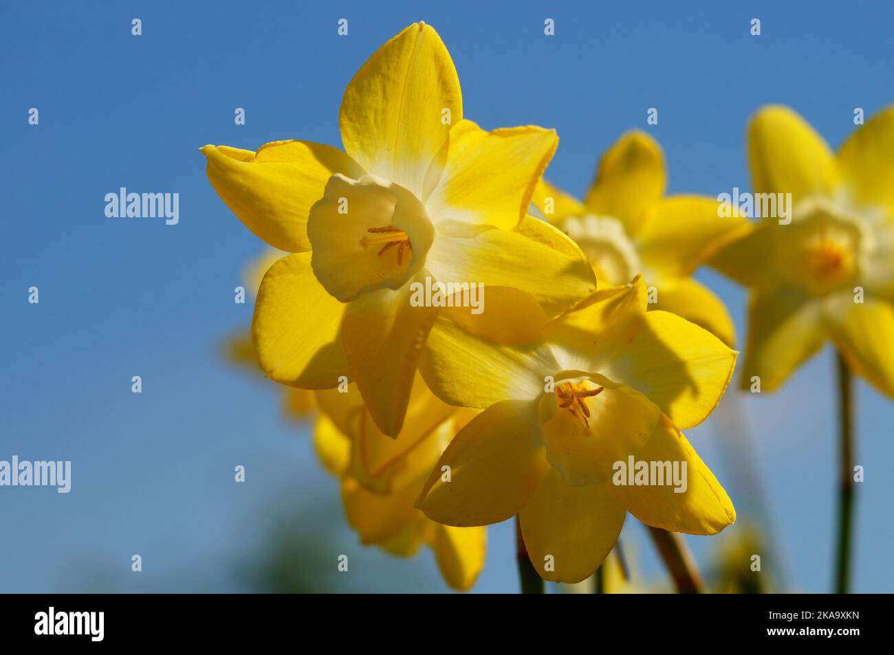 A variation of yellow daffodils backlit against a blue sky. Nice ...