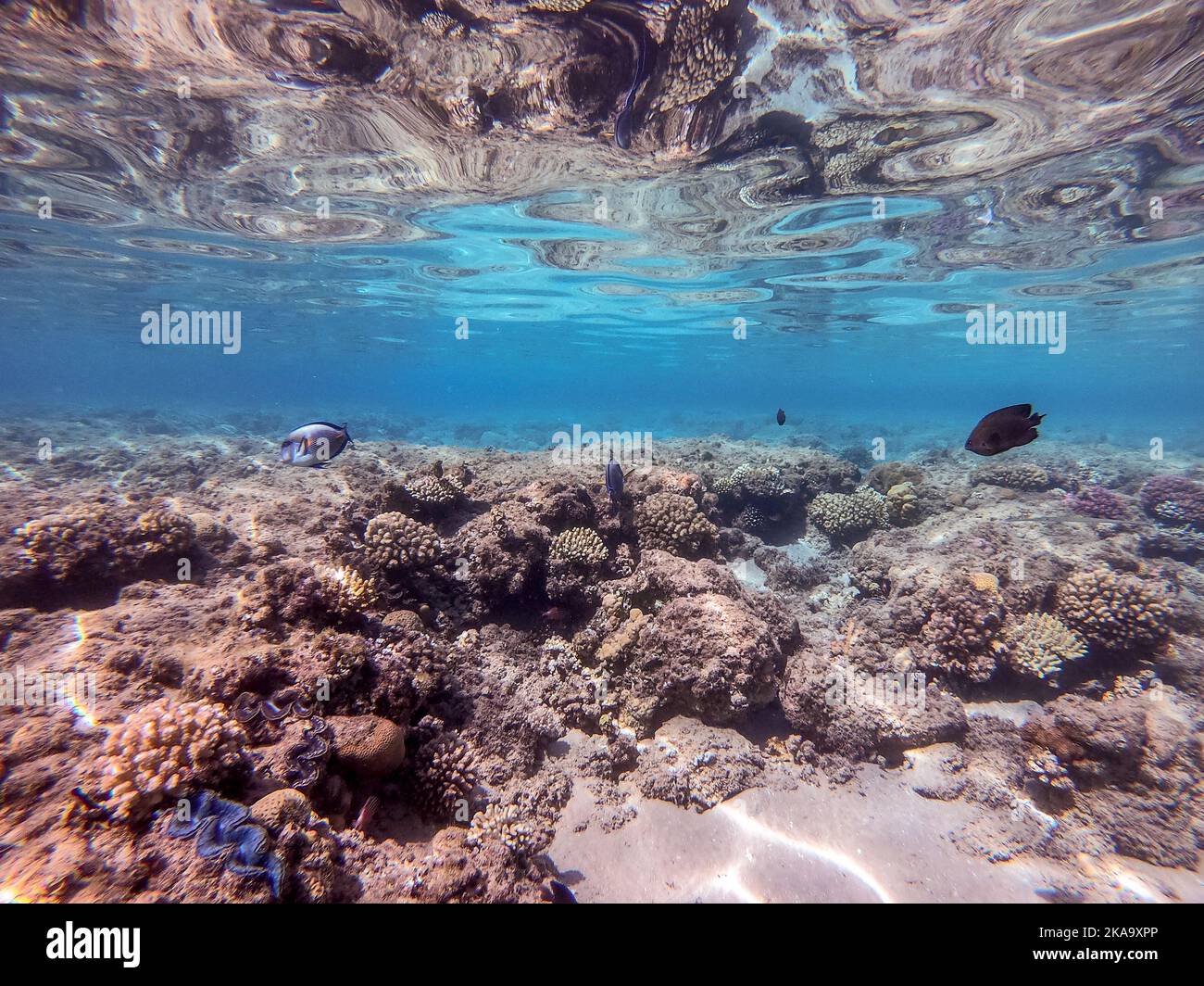 Colorful tropical fish Sohal Surgeon fish (Acanthurus Sohal) tang ...