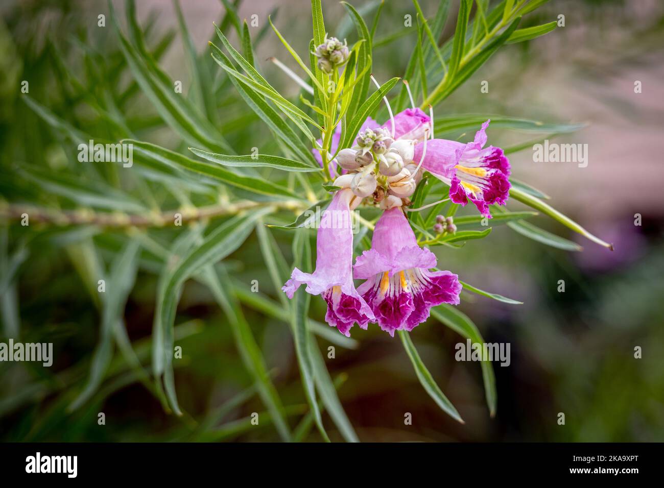 Desert Willow Leaves