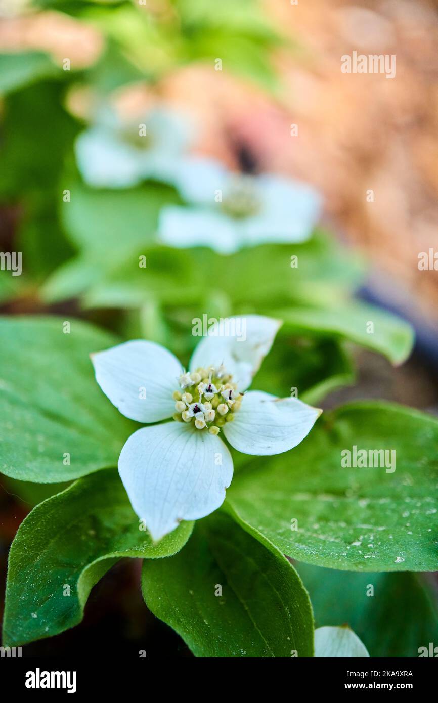 A closeup of a beautiful white Bunchberry dogwood (Cornus canadensis ...
