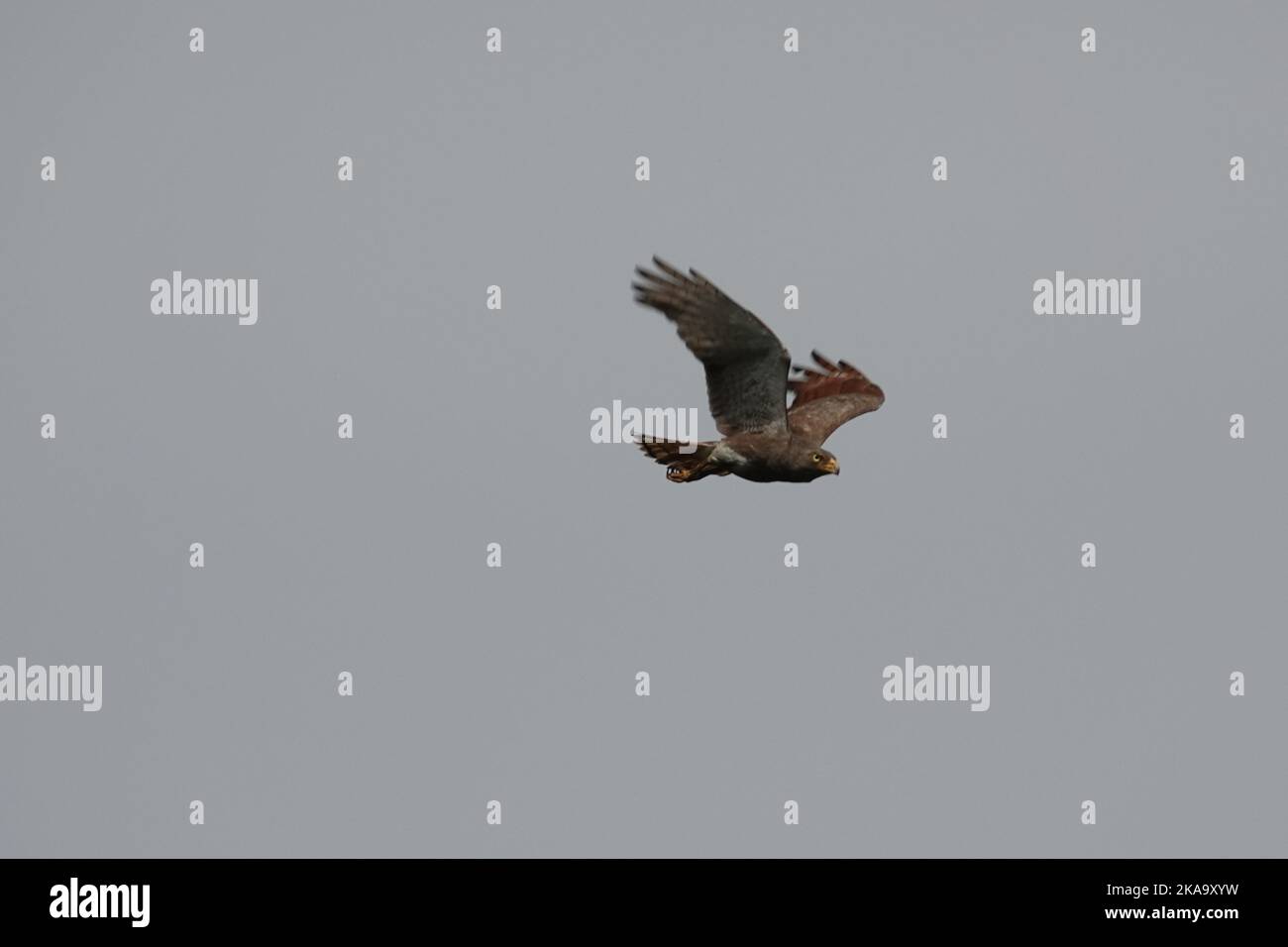 A Western marsh harrier flying on a grey background Stock Photo - Alamy