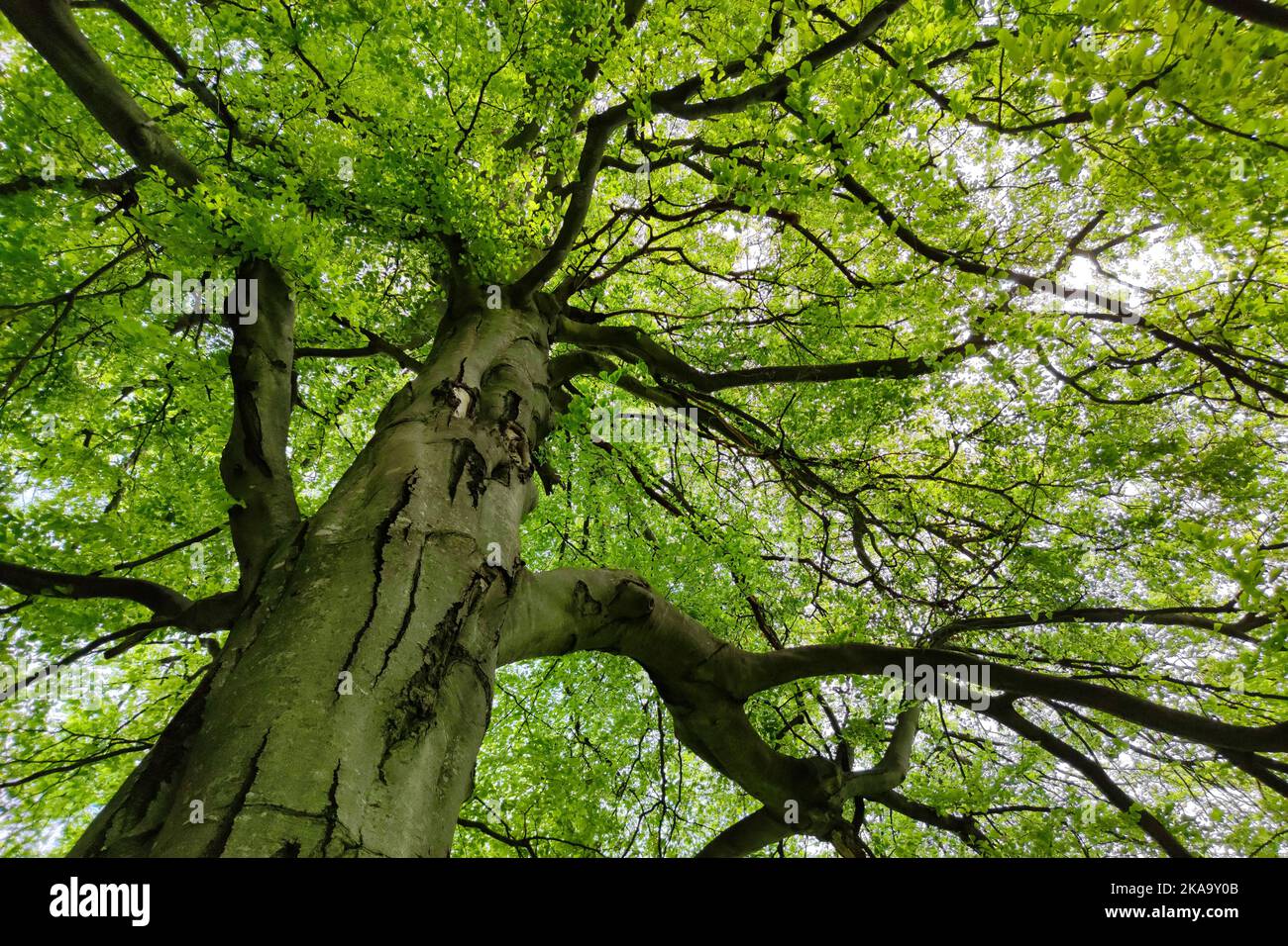 A low angle shot of a majestic huge tree with branches and green leaves ...