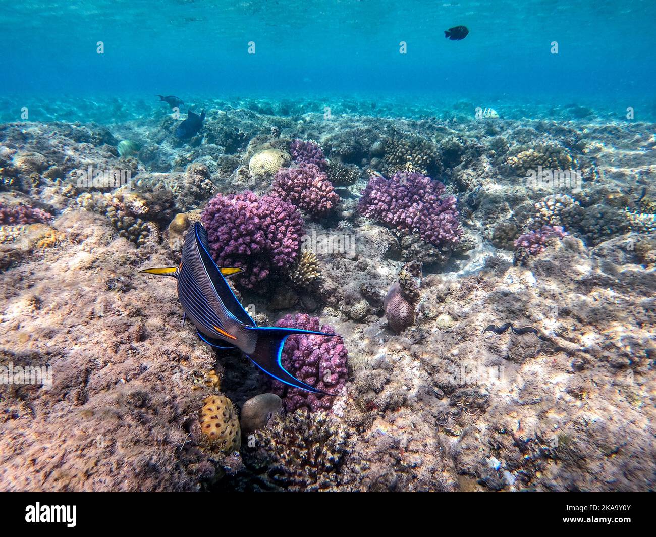 Close up view of Colorful tropical fish Sohal Surgeon fish (Acanthurus ...