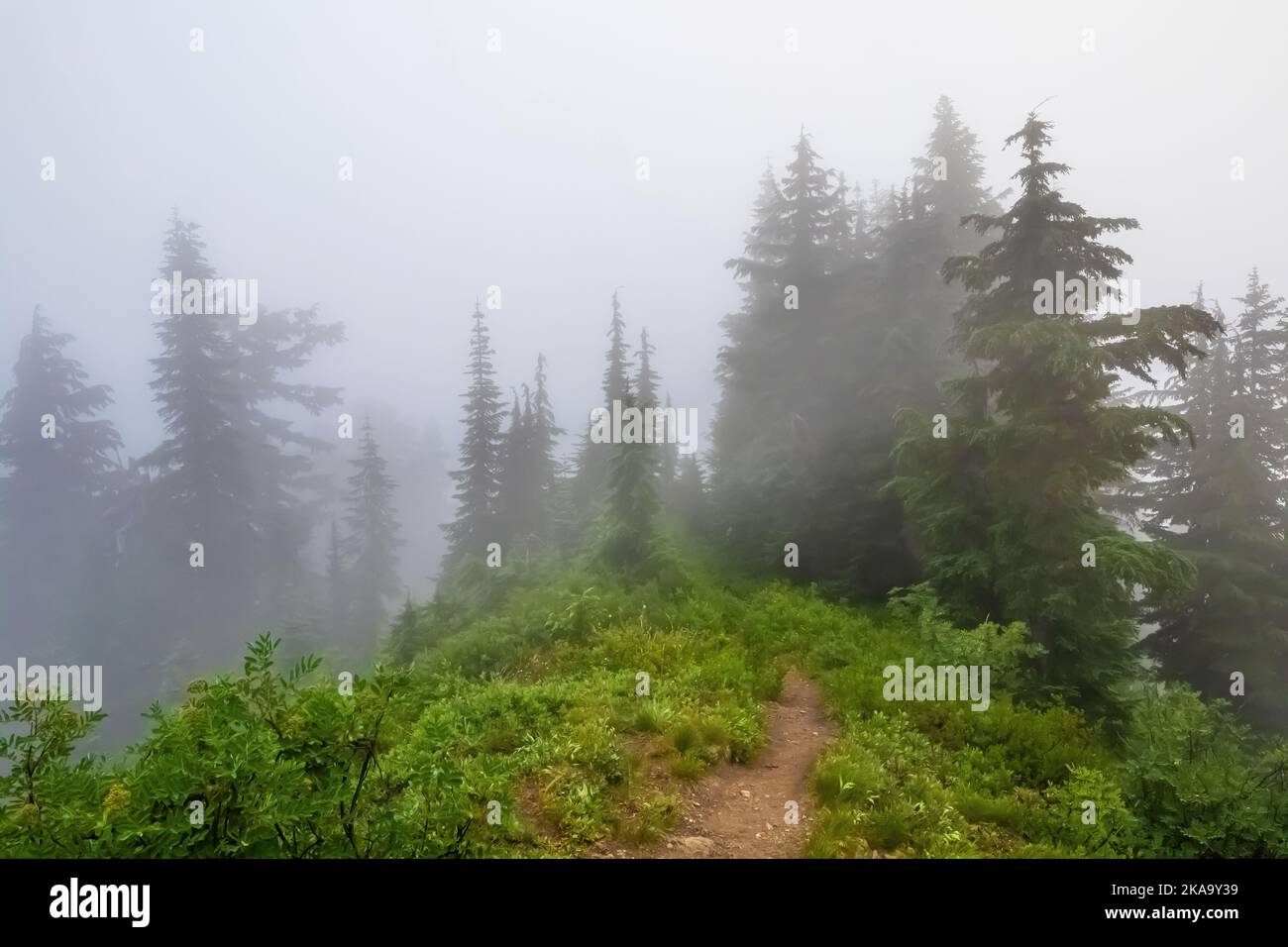 Forest around Evergreen Mountain Lookout on a foggy morning, Mt. Baker ...