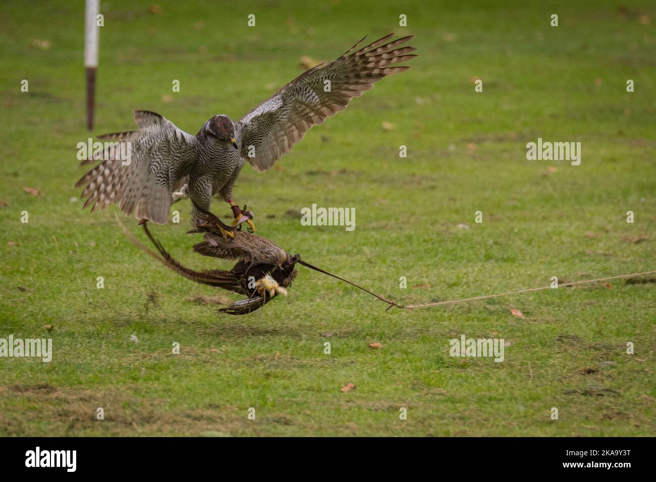 A big northern goshawk (Accipiter gentilis) fighting with a bird in a ...