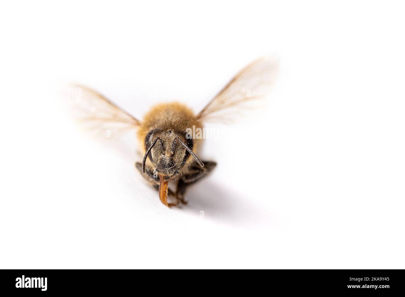 A close-up shot of a bumblebee isolated on a white background Stock ...