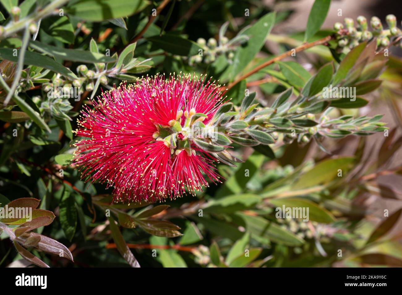 Callistemon citrinus flower growing on outdoor garden Stock Photo - Alamy