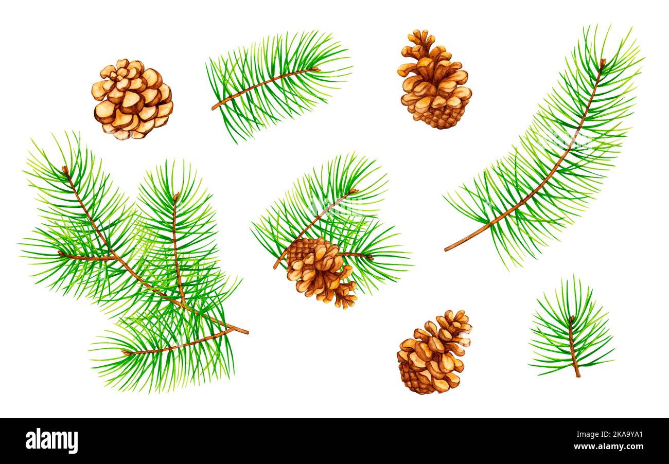 Set of pine branches and cones. Watercolor elements for the design of ...
