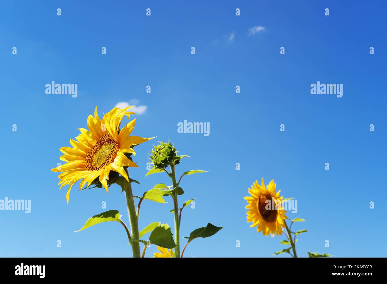 Yellow sunflower and blue sky Stock Photo - Alamy