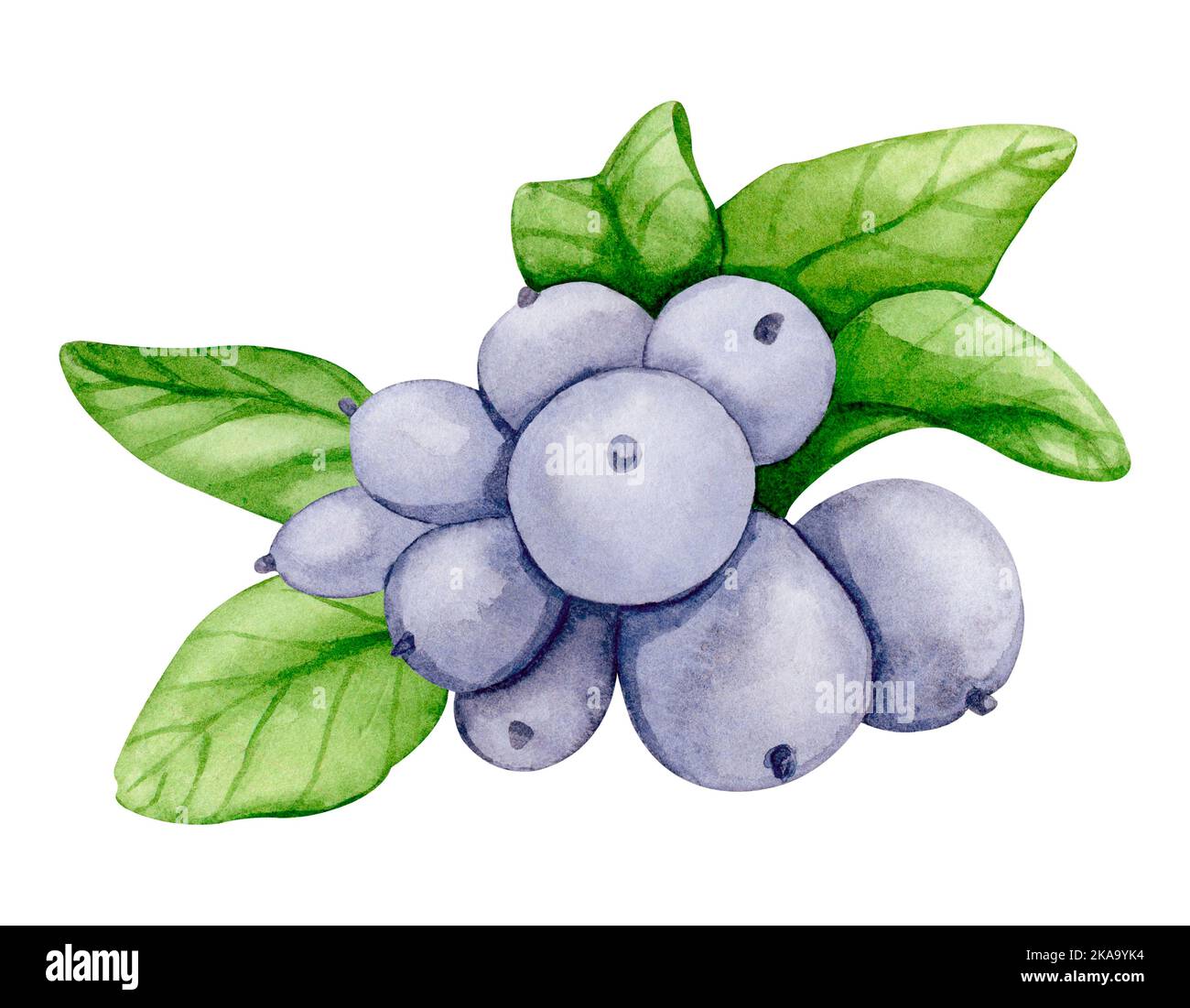 Blue berries. Wild berries. Watercolor element for the design of ...