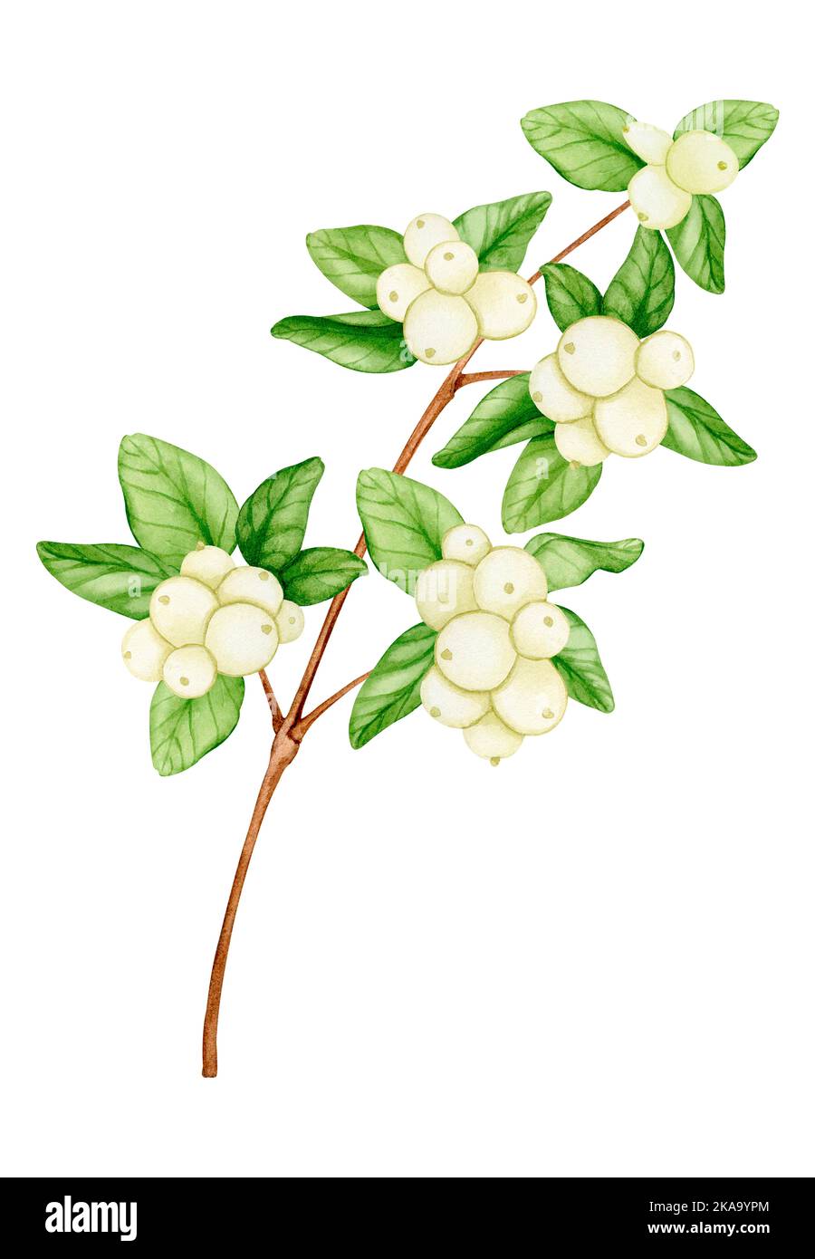 Snowberry Branch Wild Berries Watercolor Botanical Illustration For Package Design Postcards