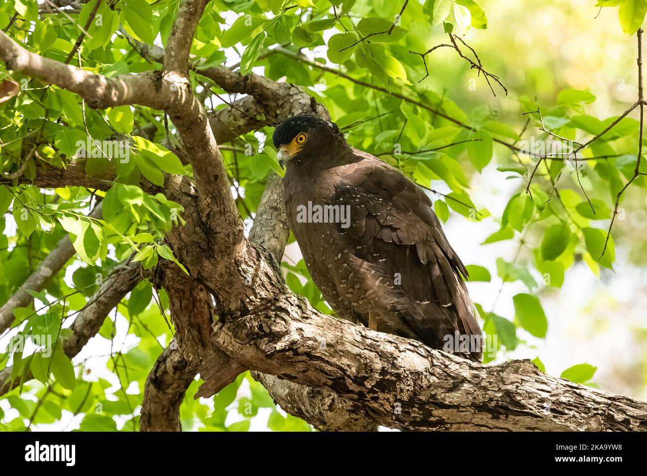 Crested Serpent Eagle, Spilornis cheela, bird standing on a tree in ...