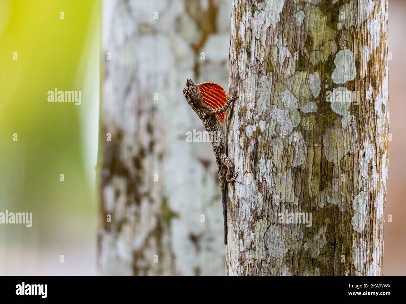 An Anole (??) dewlapping on a tree trunk. Amazonia National Park, Pará ...