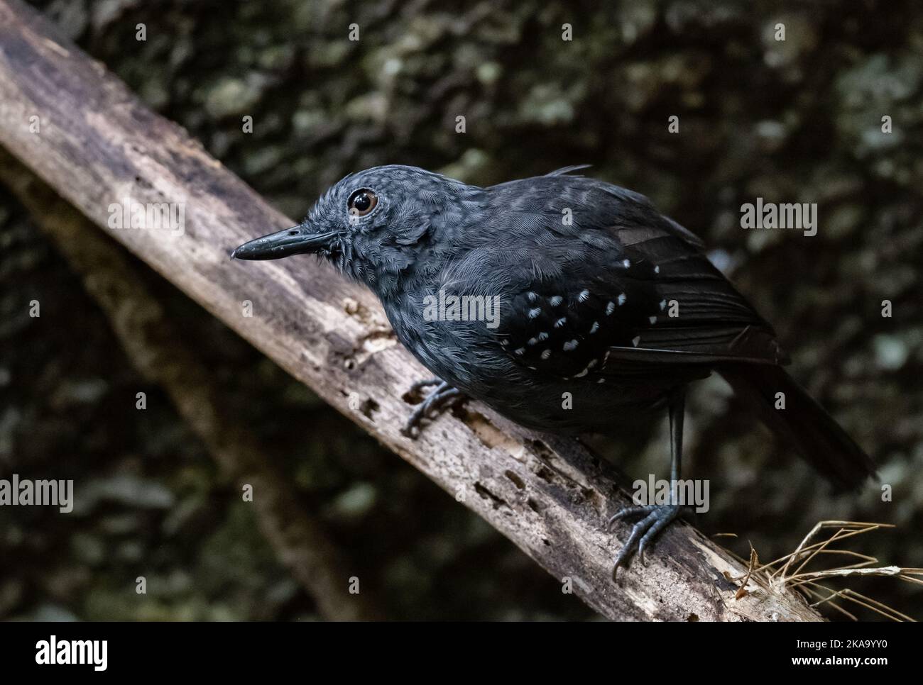 Antbird hi-res stock photography and images - Alamy