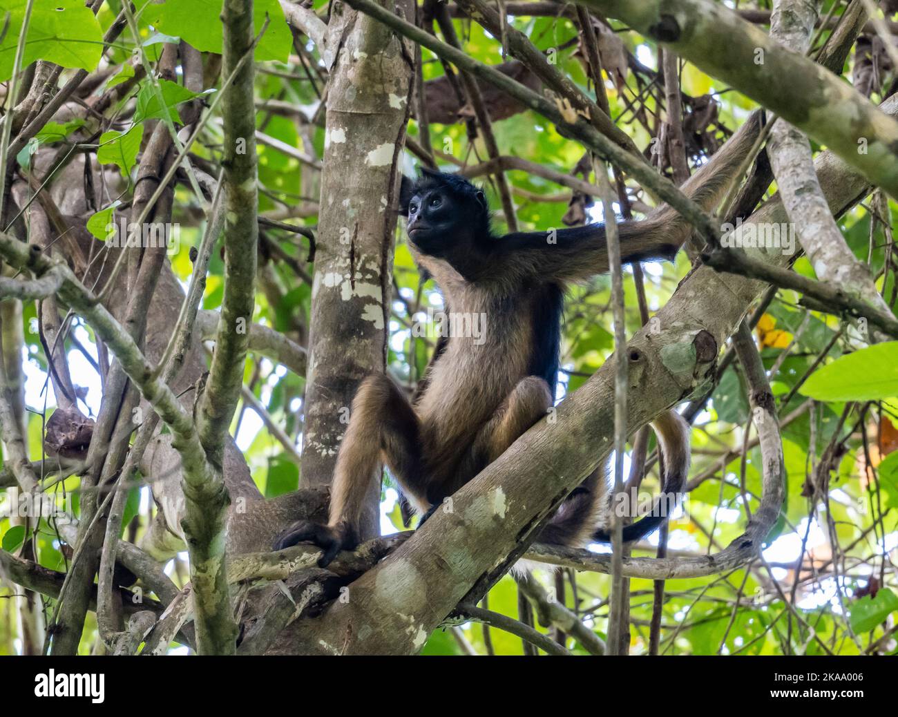 A wild Spider Monkey (??) sitting on a tree. Roraima State, Brazil ...